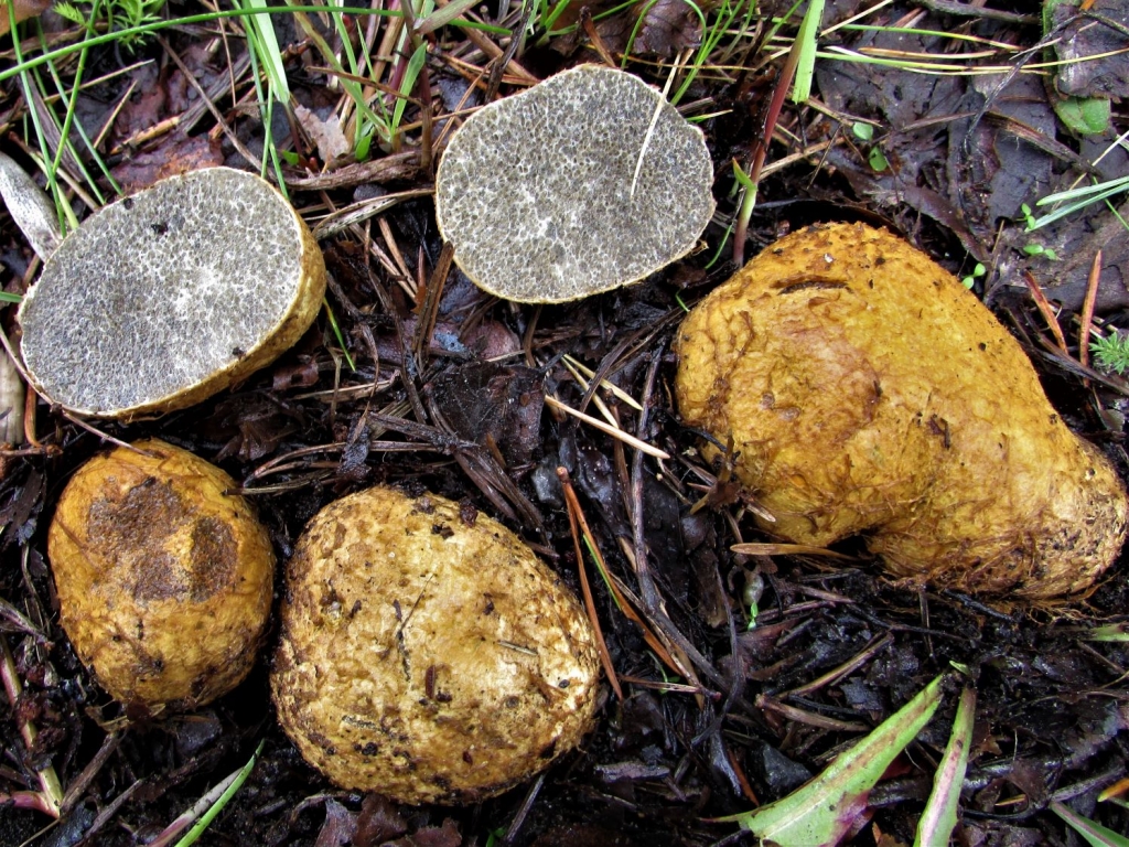 Yellow False Truffle
