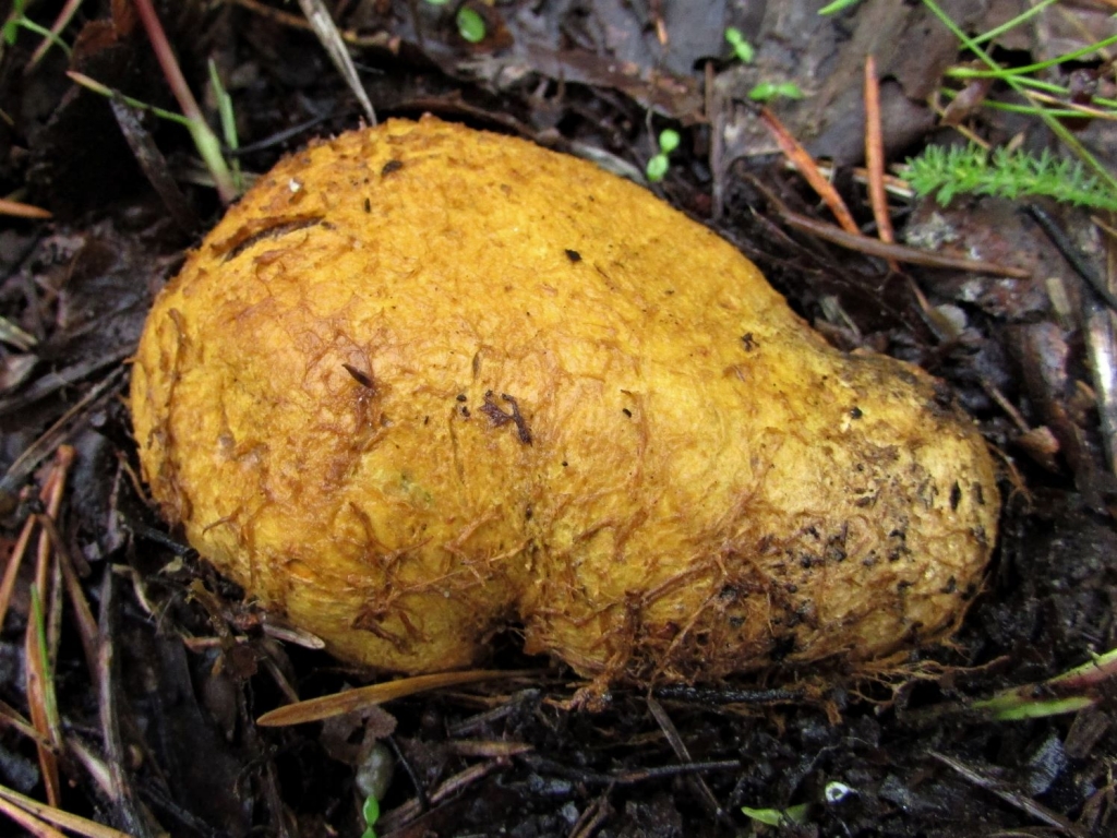 Yellow False Truffle - Wild Food UK