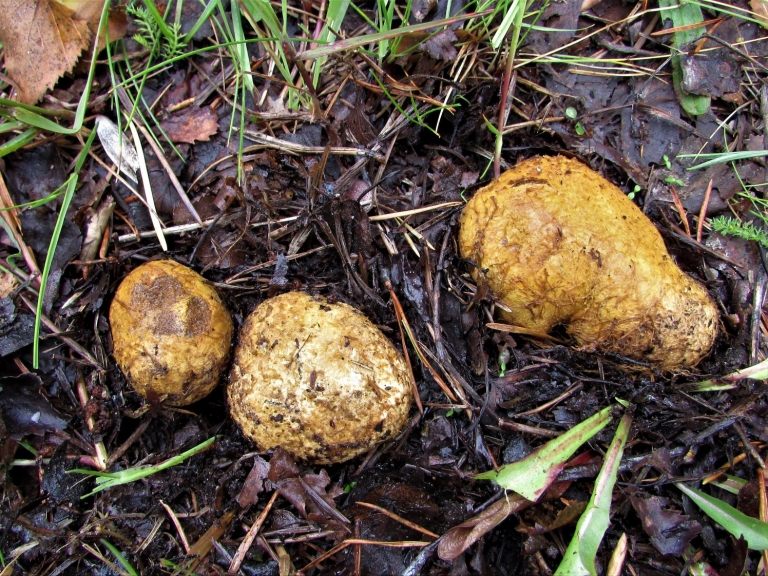 Yellow False Truffle - Wild Food UK