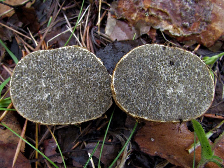 Yellow False Truffle - Wild Food UK