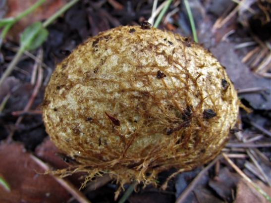 Yellow False Truffle - Wild Food UK