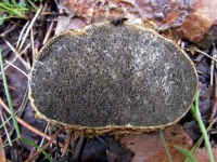 Yellow False Truffle - Wild Food UK