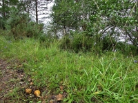 Yellow False Truffle - Wild Food UK