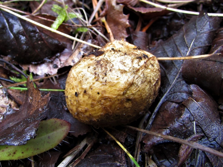 Yellow False Truffle - Wild Food UK