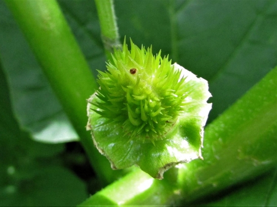 Thornapple - Wild Food UK