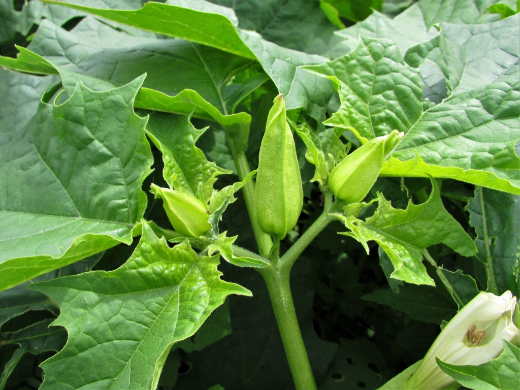 Thornapple - Wild Food UK
