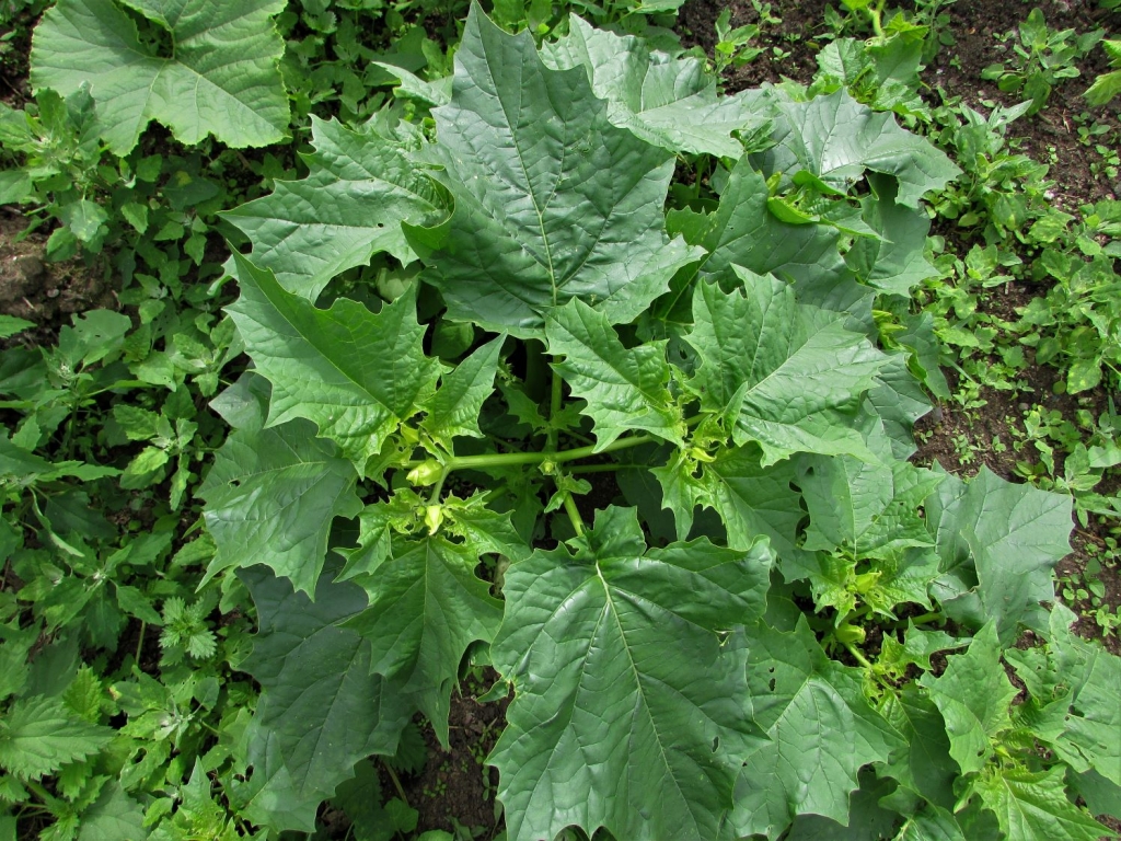 Thornapple - Wild Food UK