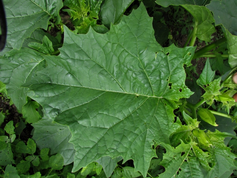 Thornapple