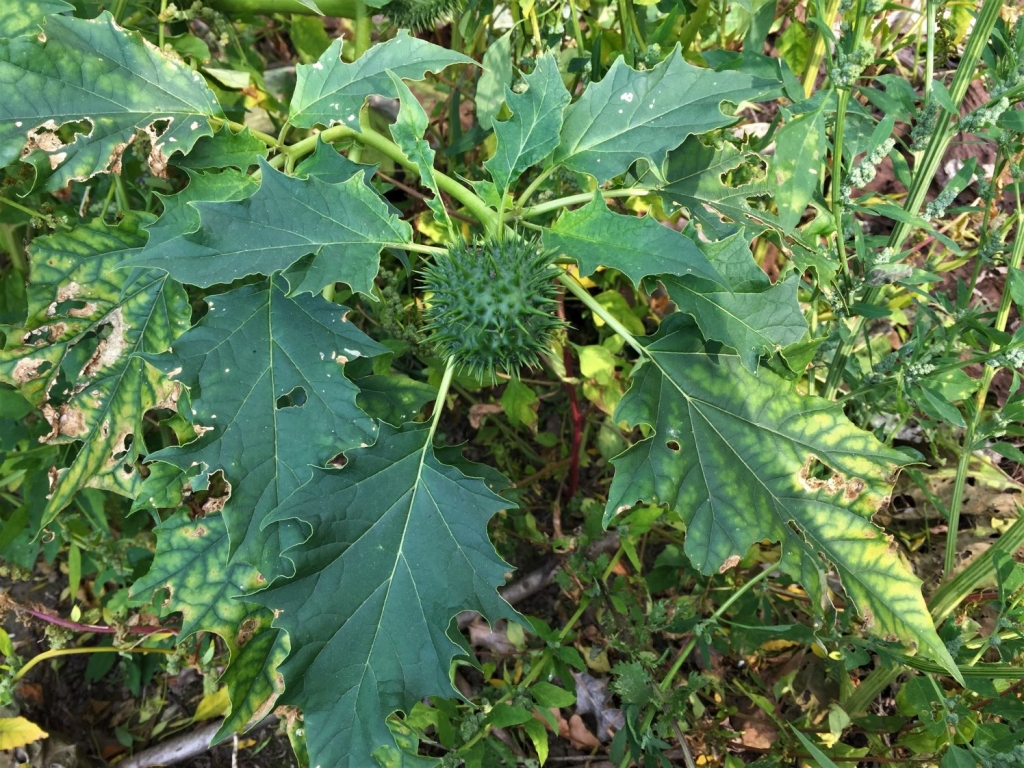 Thornapple - Wild Food UK