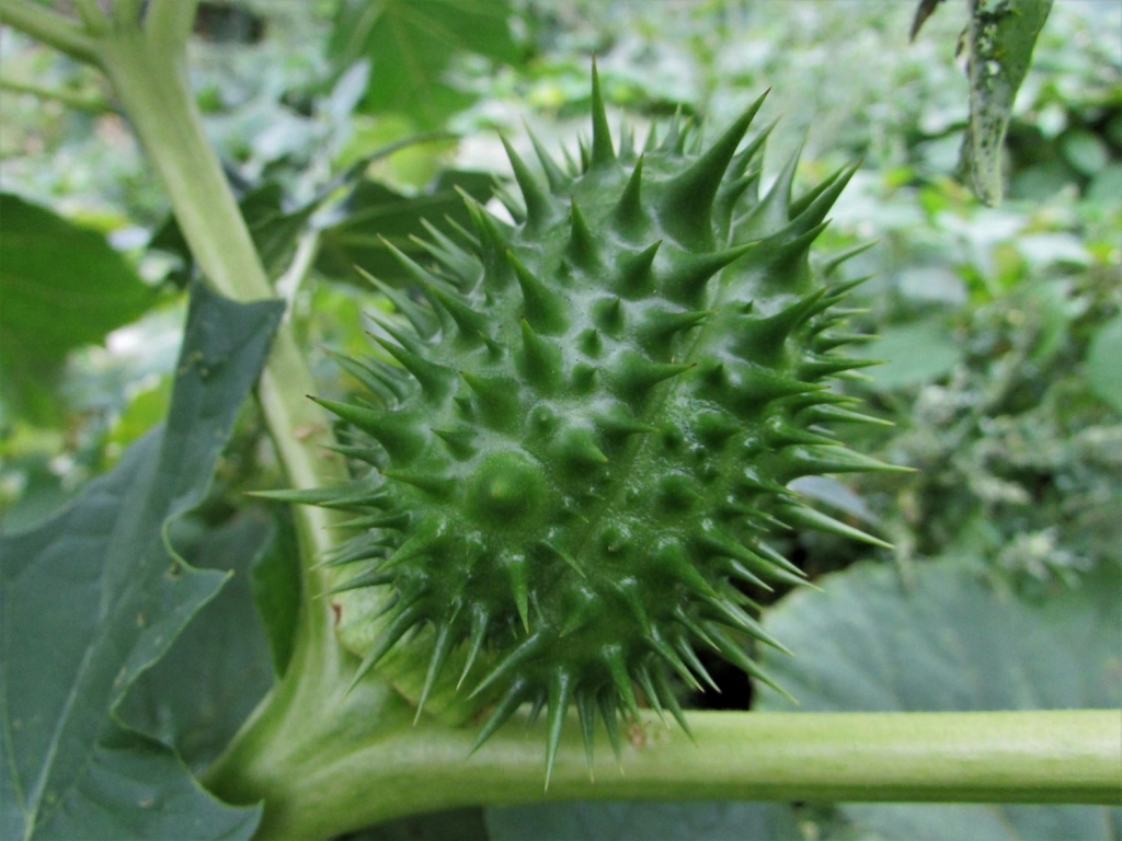 Thornapple - Wild Food UK