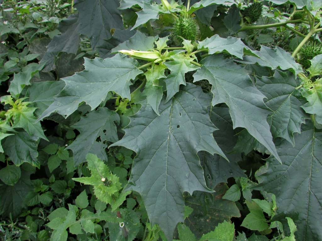 Thornapple - Wild Food UK