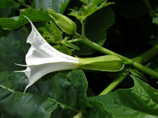 Thornapple - Wild Food UK