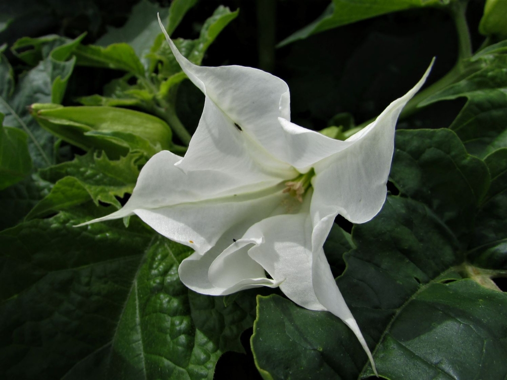 Thornapple - Wild Food UK