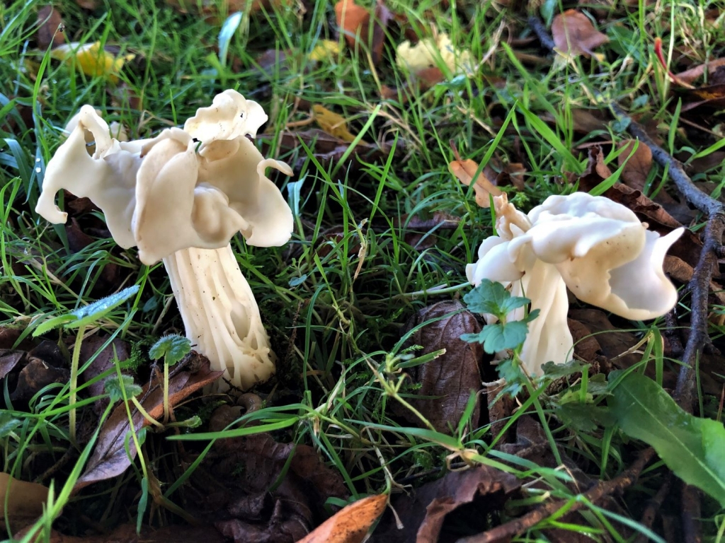 White Saddle - Wild Food UK