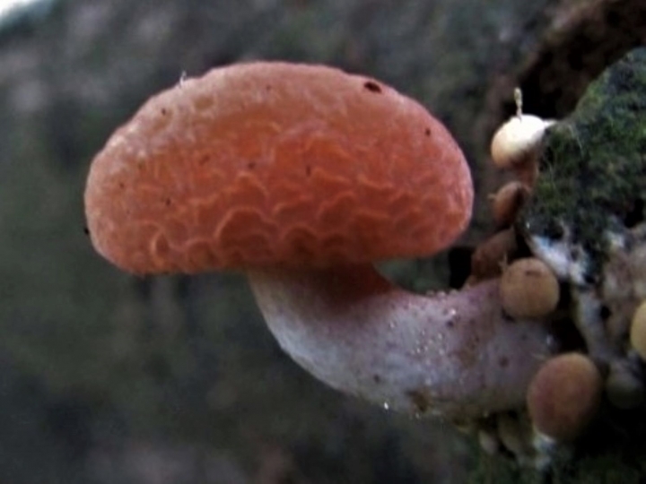 Wrinkled Peach - Wild Food UK