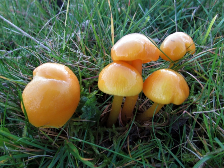 Golden Waxcap - Wild Food UK