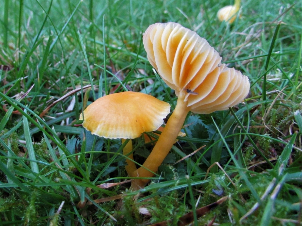 Golden Waxcap