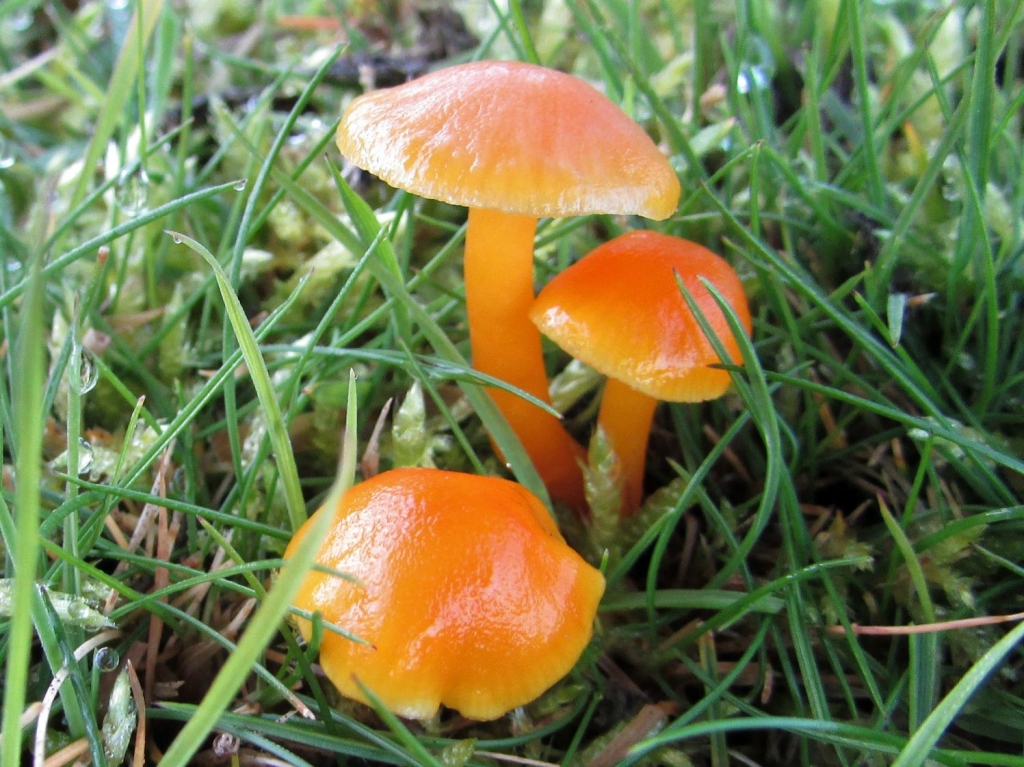 Golden Waxcap - Wild Food UK
