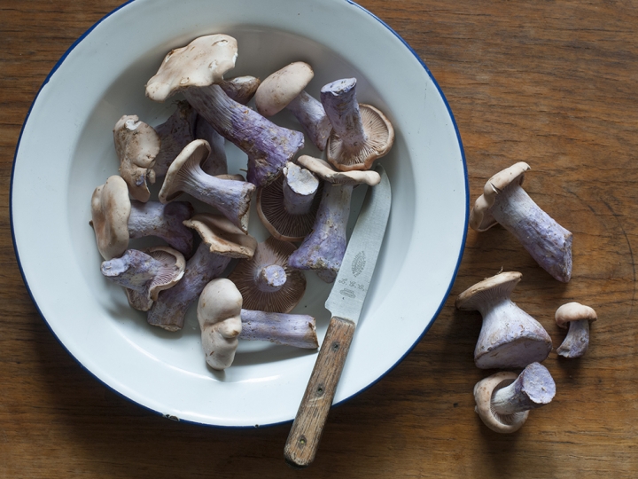 Blewit Stroganoff - Wild Food UK