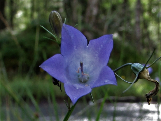 Harebells - Wild Food UK