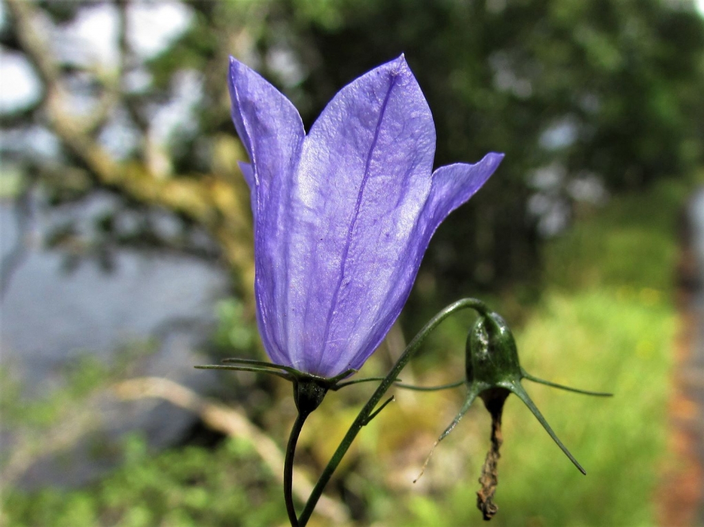 Harebells - Wild Food UK
