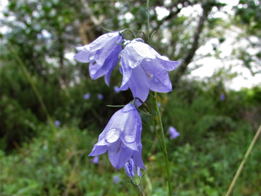 Harebells - Wild Food UK
