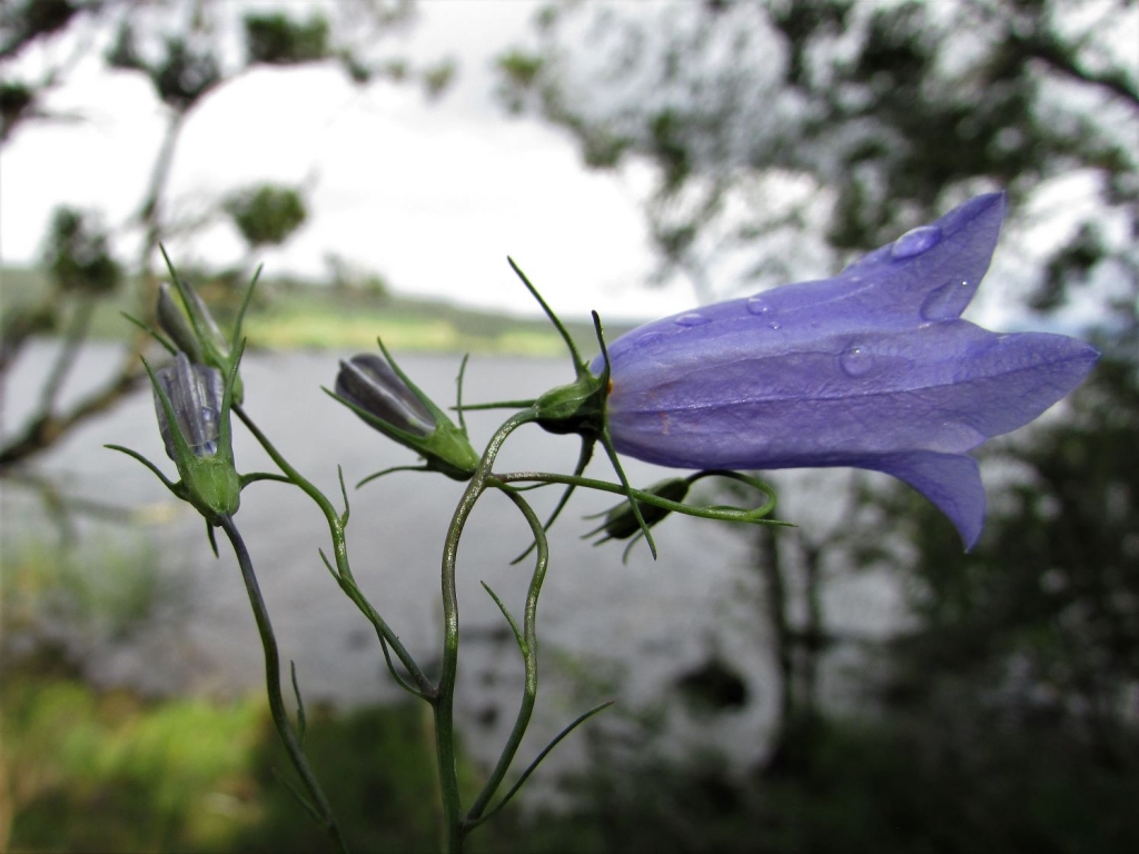 Harebells - Wild Food UK