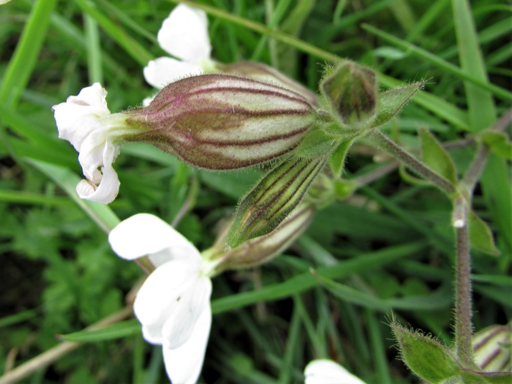 White Campion - Wild Food UK