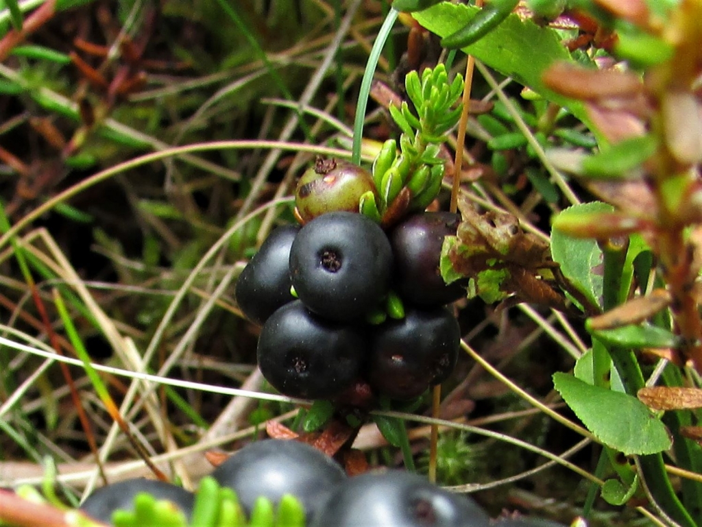 Crowberry - Wild Food UK