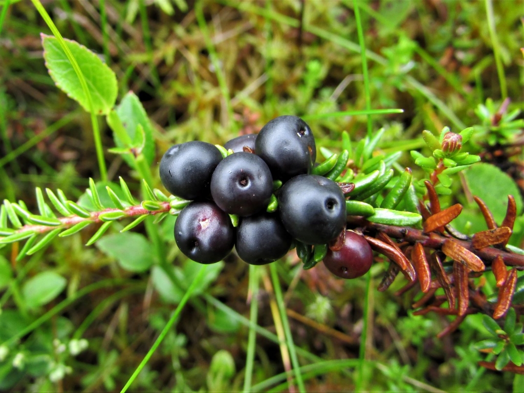 Crowberry - Wild Food UK