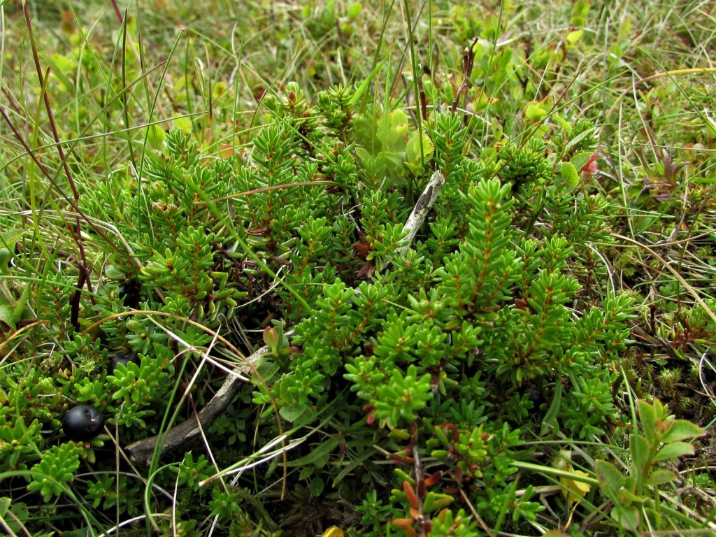 Crowberry - Wild Food UK