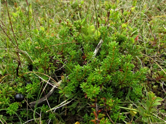 Crowberry - Wild Food UK