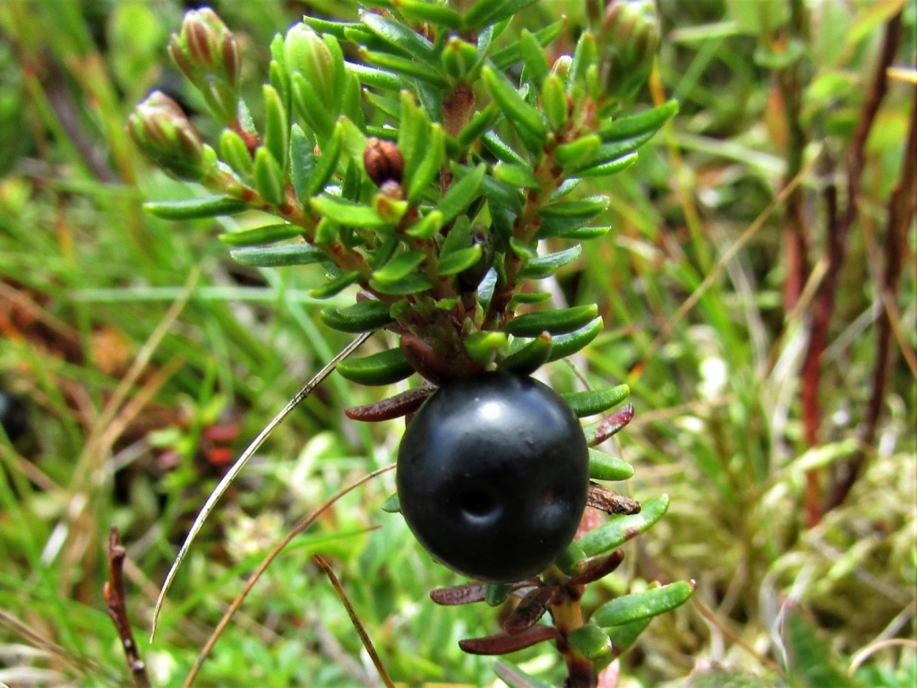 Crowberry - Wild Food UK