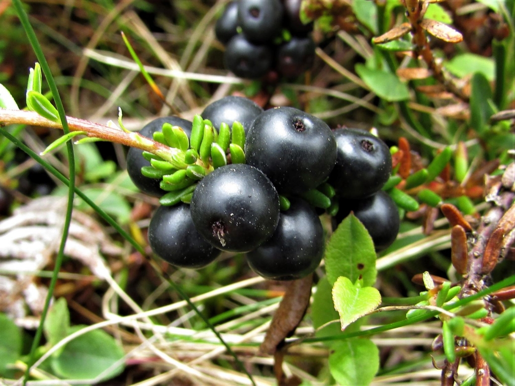 Crowberry - Wild Food UK