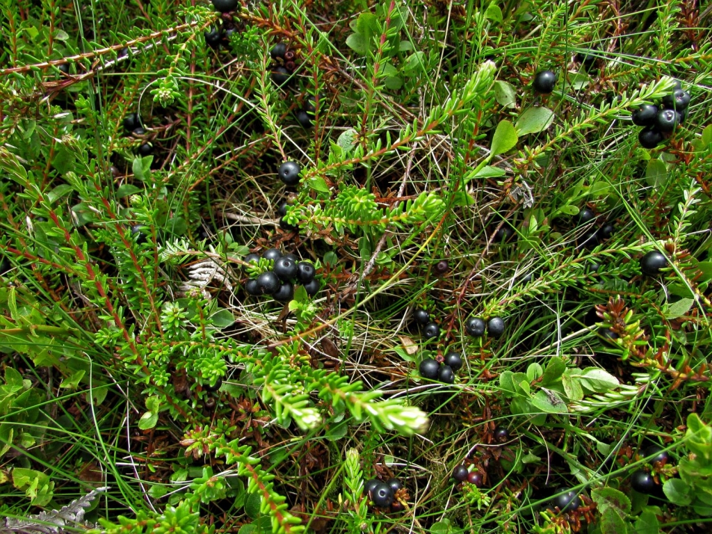 Crowberry - Wild Food UK