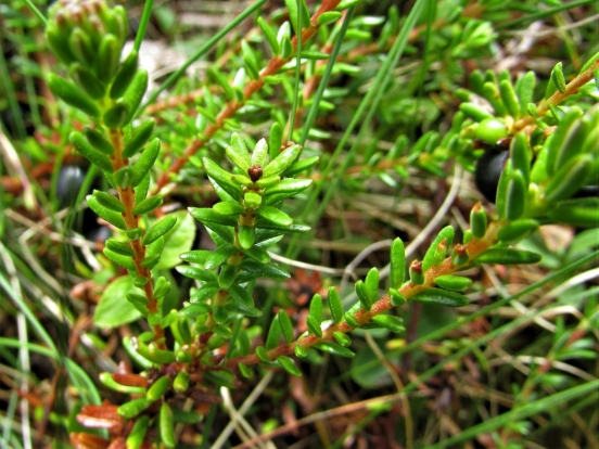 Crowberry - Wild Food UK