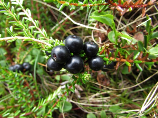 Crowberry - Wild Food UK