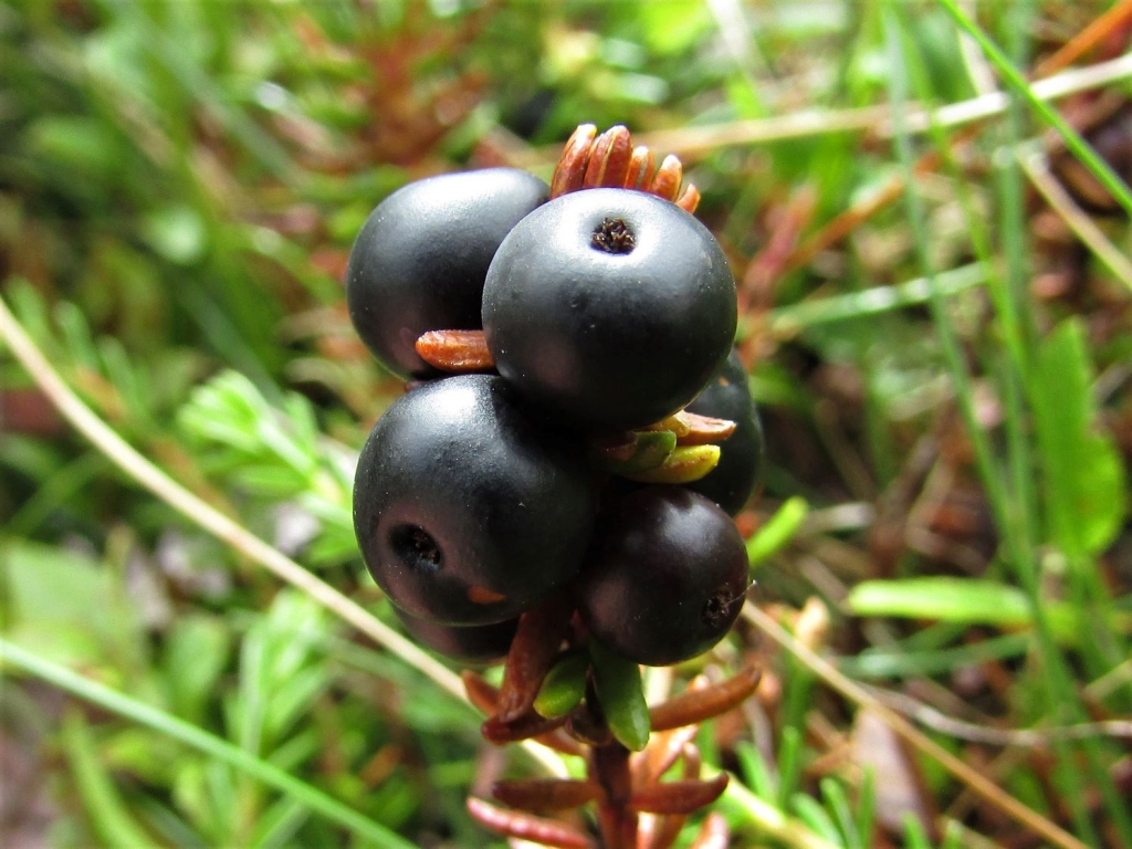Crowberry - Wild Food UK