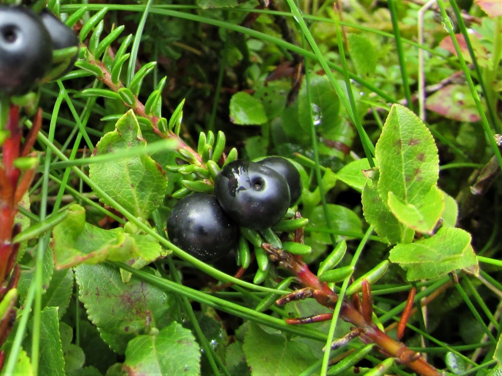 Crowberry - Wild Food UK