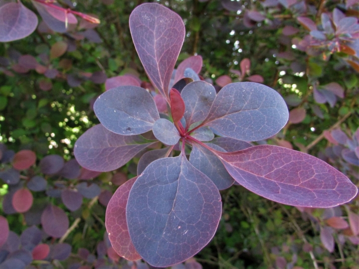 Barberry - Wild Food UK