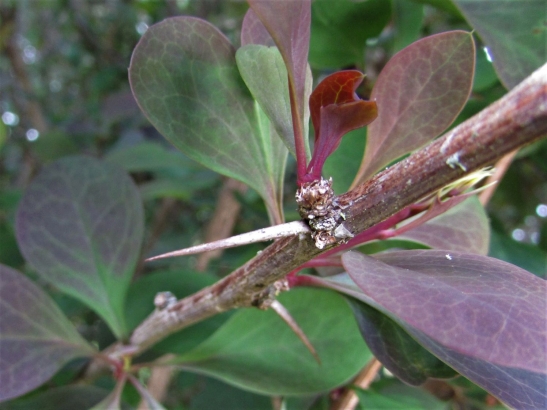 Barberry - Wild Food UK