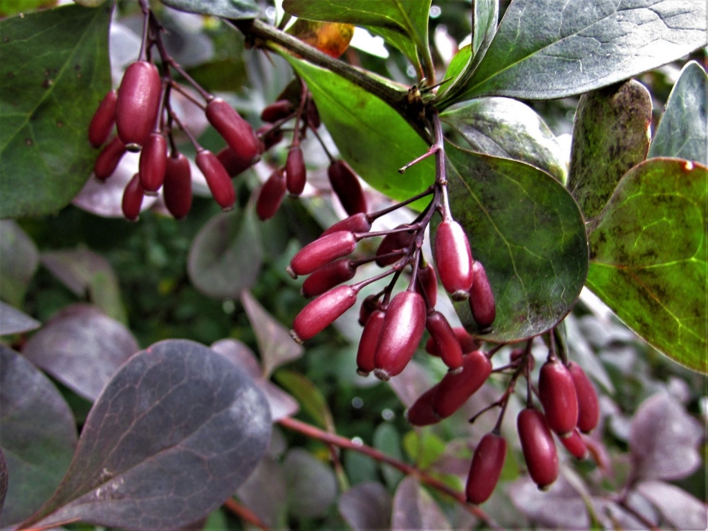 Barberry - Wild Food UK