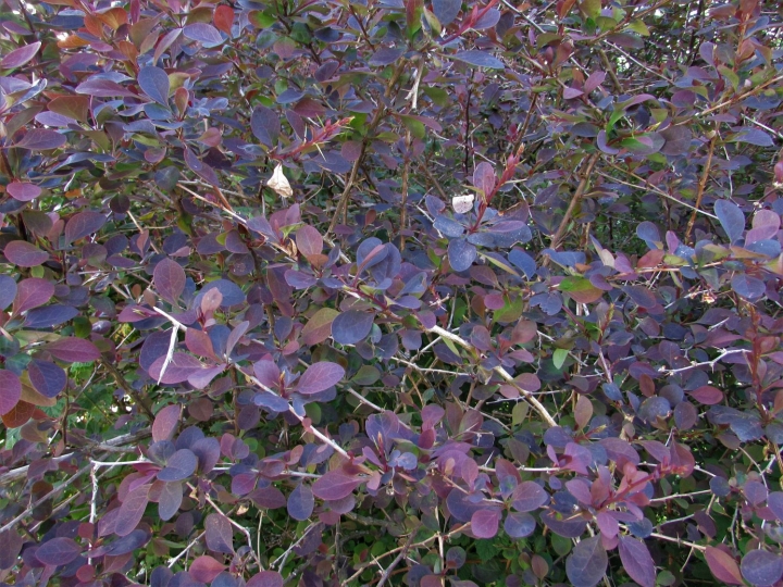 Barberry - Wild Food UK