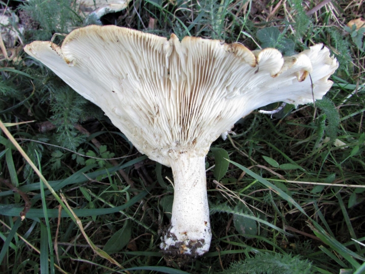 Giant Funnel - Wild Food UK