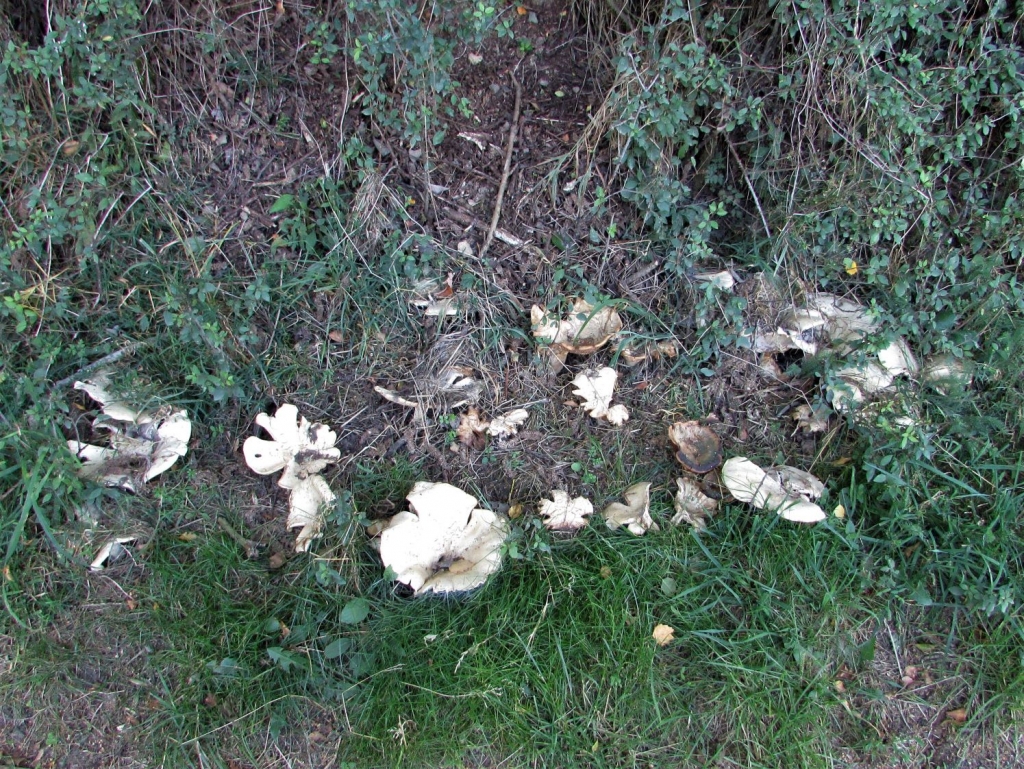 Giant Funnel - Wild Food UK
