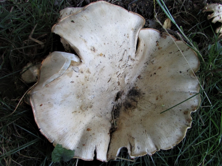 Giant Funnel - Wild Food UK