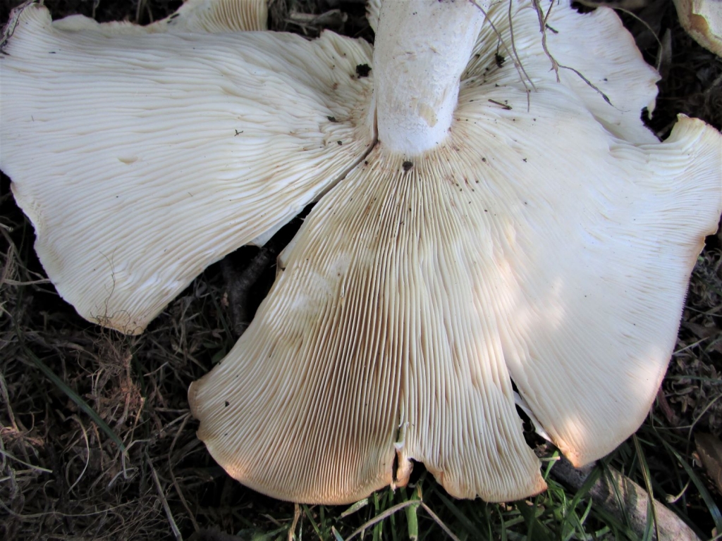 Giant Funnel - Wild Food UK
