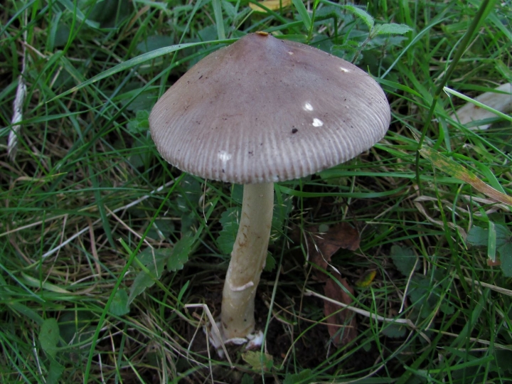 Grisettes - Wild Food UK