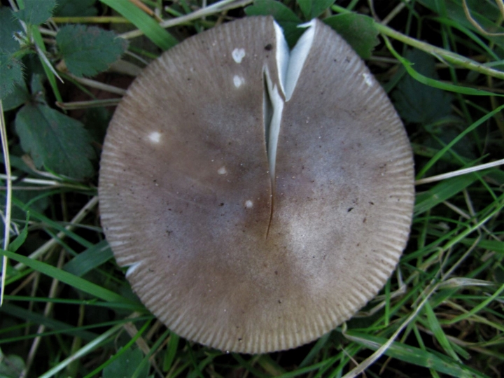 Grisettes - Wild Food UK