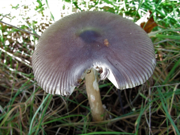 Grisettes - Wild Food UK